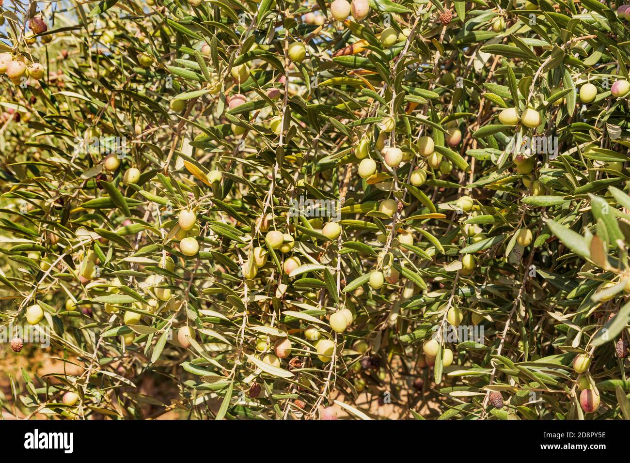 Branches of an olive tree with unripe fruits closeup in green foliage ...