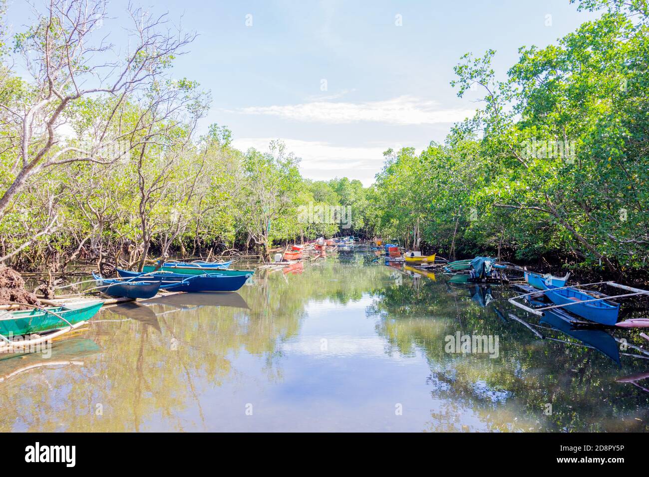 Mangrove forest in Bohol, Philippines Stock Photo - Alamy
