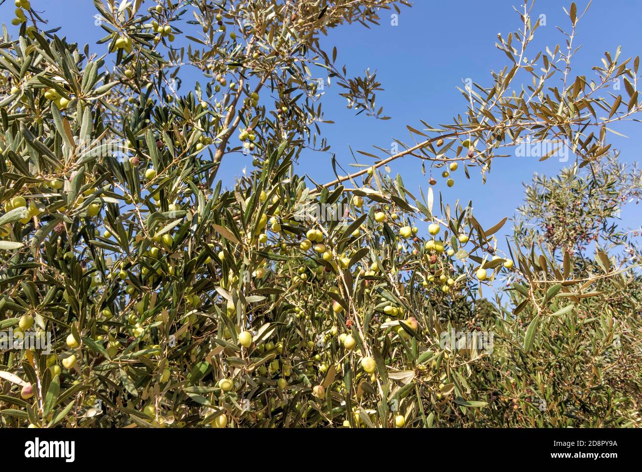 Olive tree plant hi-res stock photography and images - Alamy