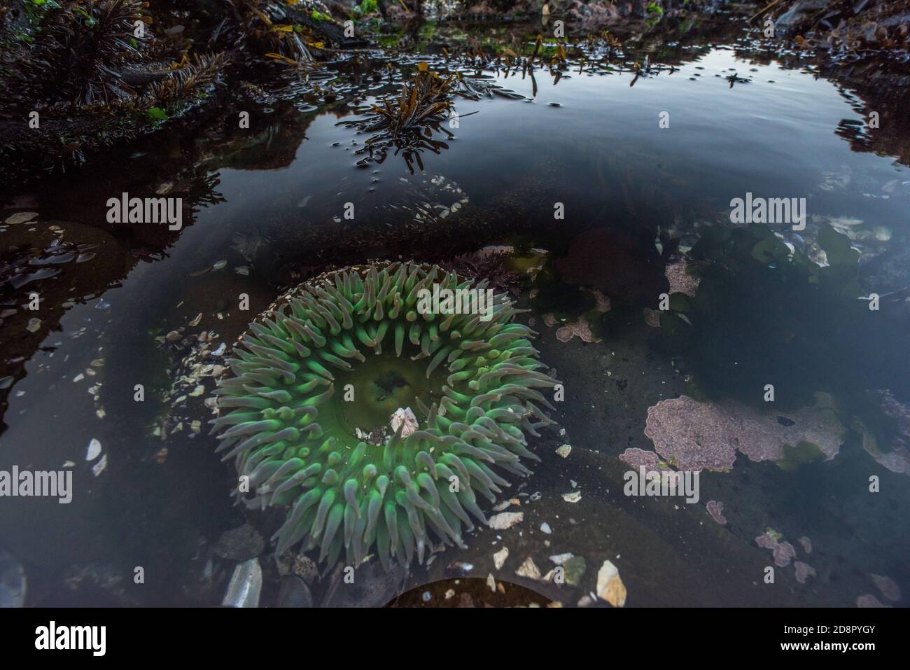 The giant green anemone (Anthopleura xanthogrammica) from the Pacific ...
