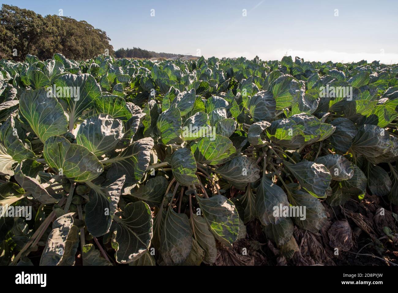 Monocrop agriculture hi-res stock photography and images - Alamy