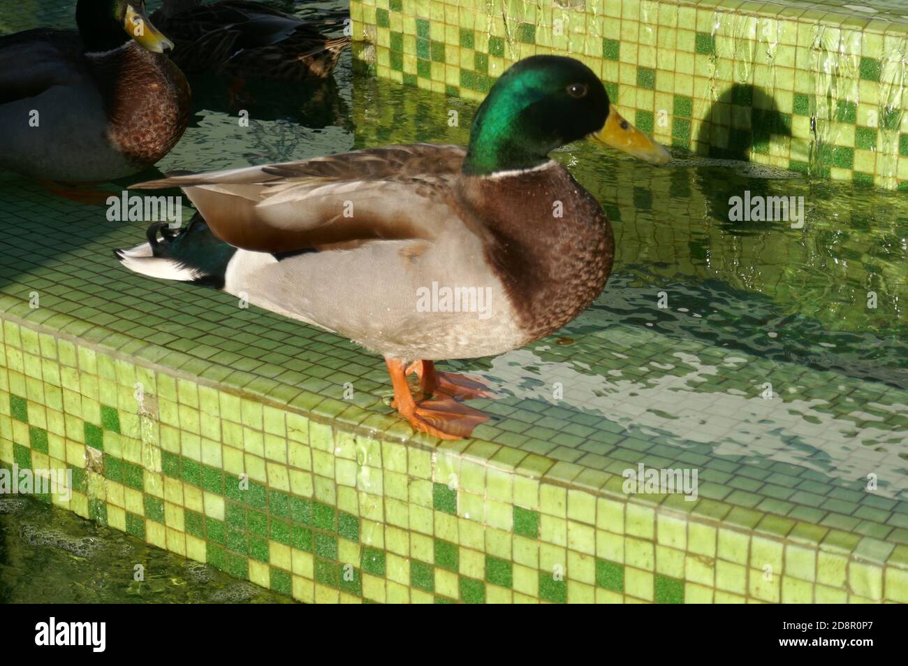 Disney ducks hi-res stock photography and images - Alamy