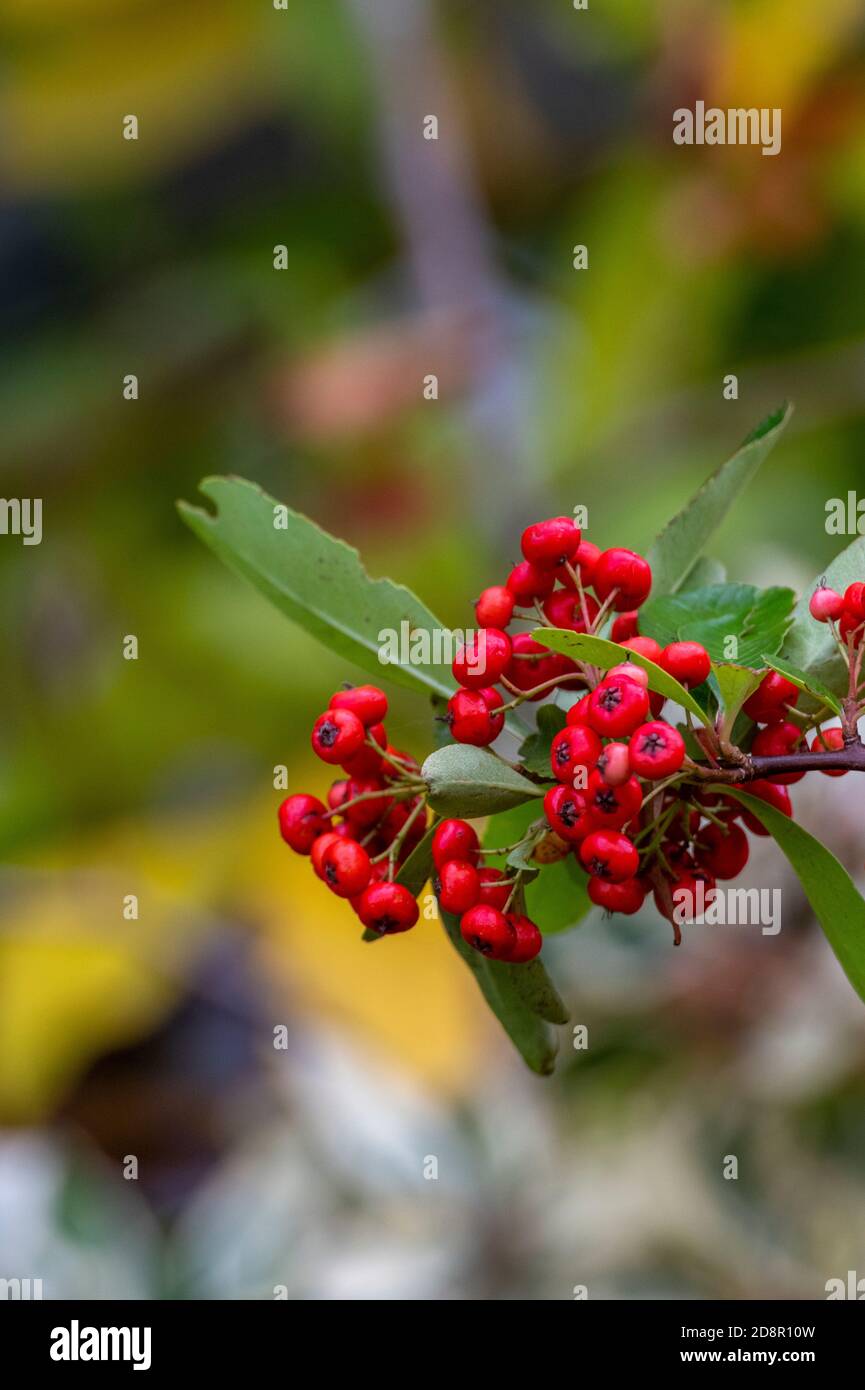rowan berries in a bunch, rowan tree, rowan bush, rowan shrub Stock ...