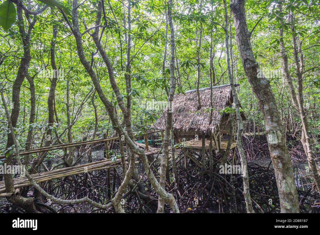 Mangrove forest in Bohol, Philippines Stock Photo - Alamy