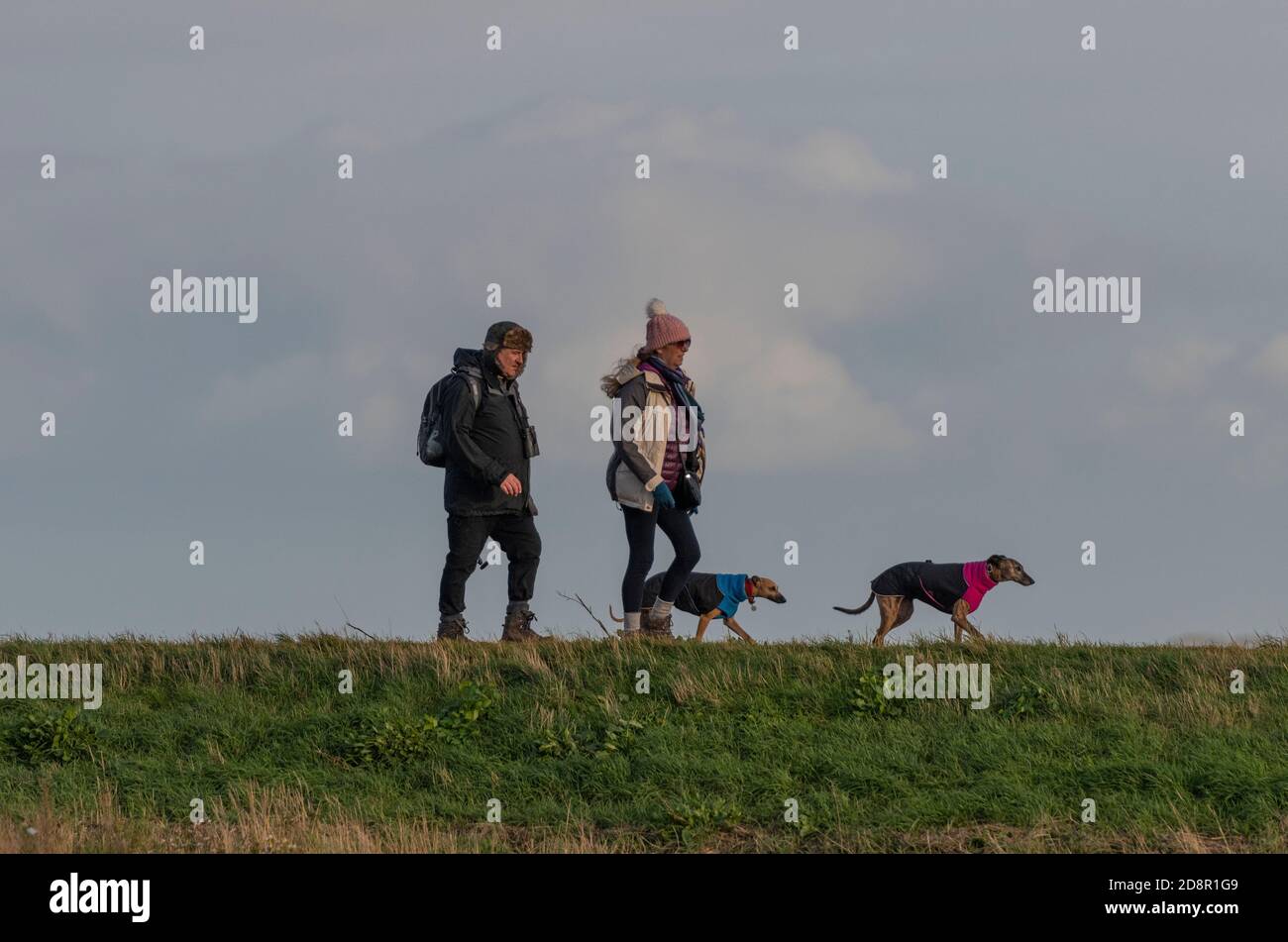 Two whippets hi-res stock photography and images - Alamy