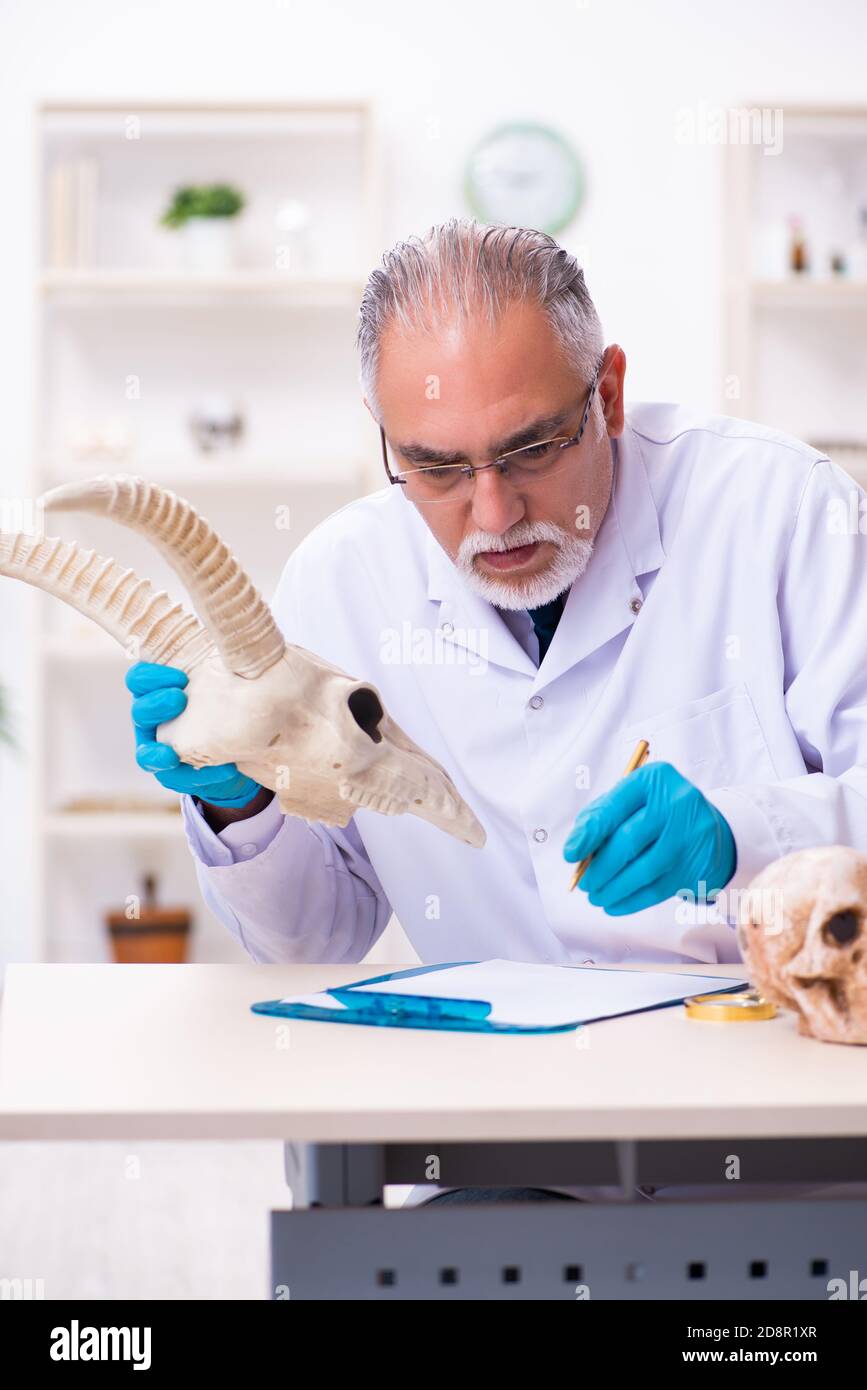 Old male paleontologist working in the lab Stock Photo - Alamy
