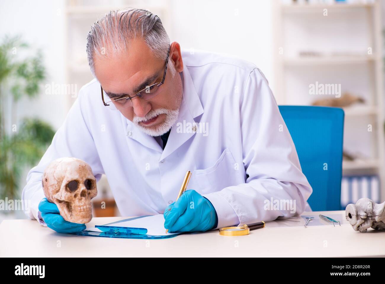 Old male anthropologist working in the lab Stock Photo - Alamy