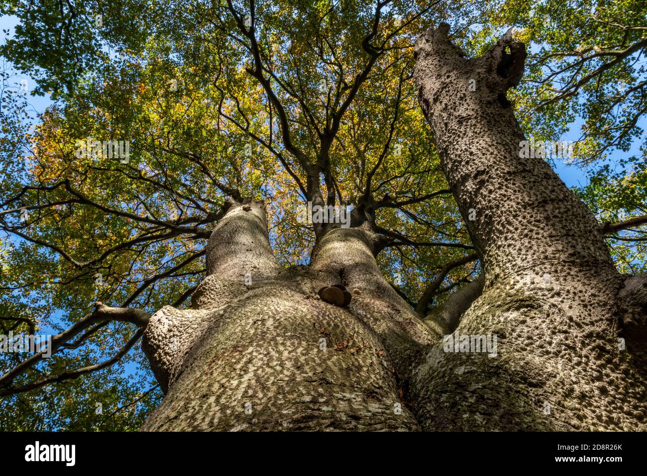 beautiful trees showing canopy looking up at growing forests in autumn ...
