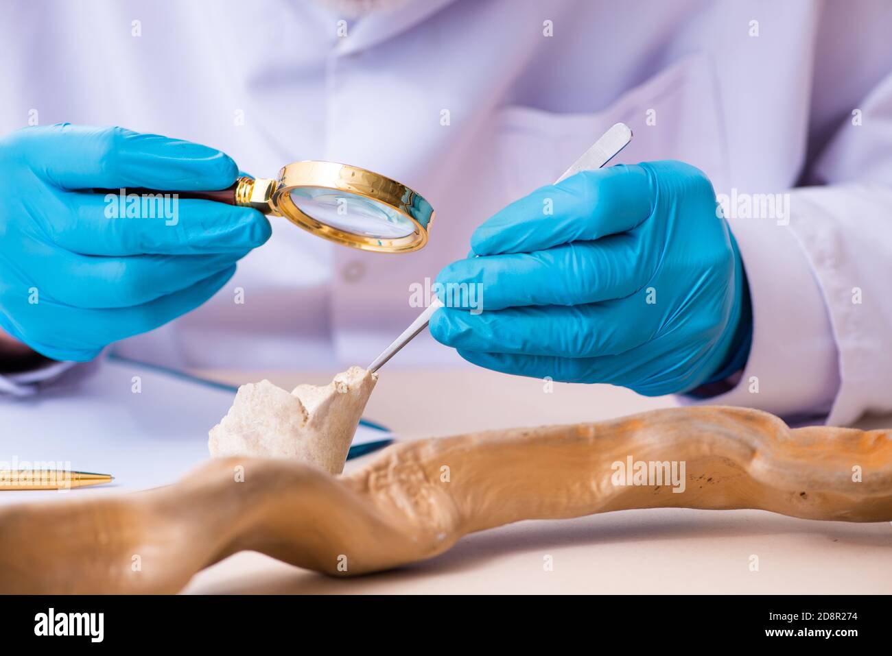 Old male paleontologist working in the lab Stock Photo - Alamy