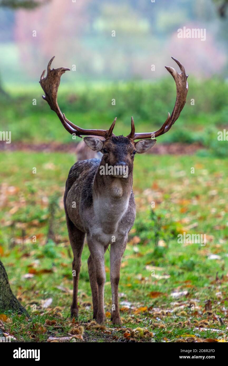 a young deer stag in the deer park at holkham hall in norfolk Stock ...