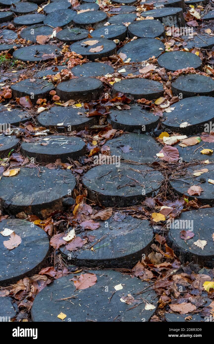 a number of wooden tree stumps used to form a design or pattern on the ...