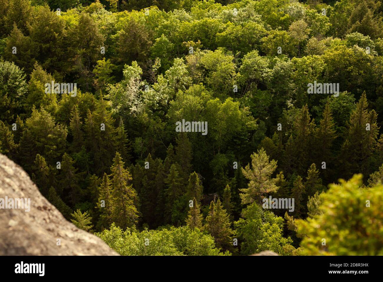 High angle shot of a forest covered in trees and bushes under the ...