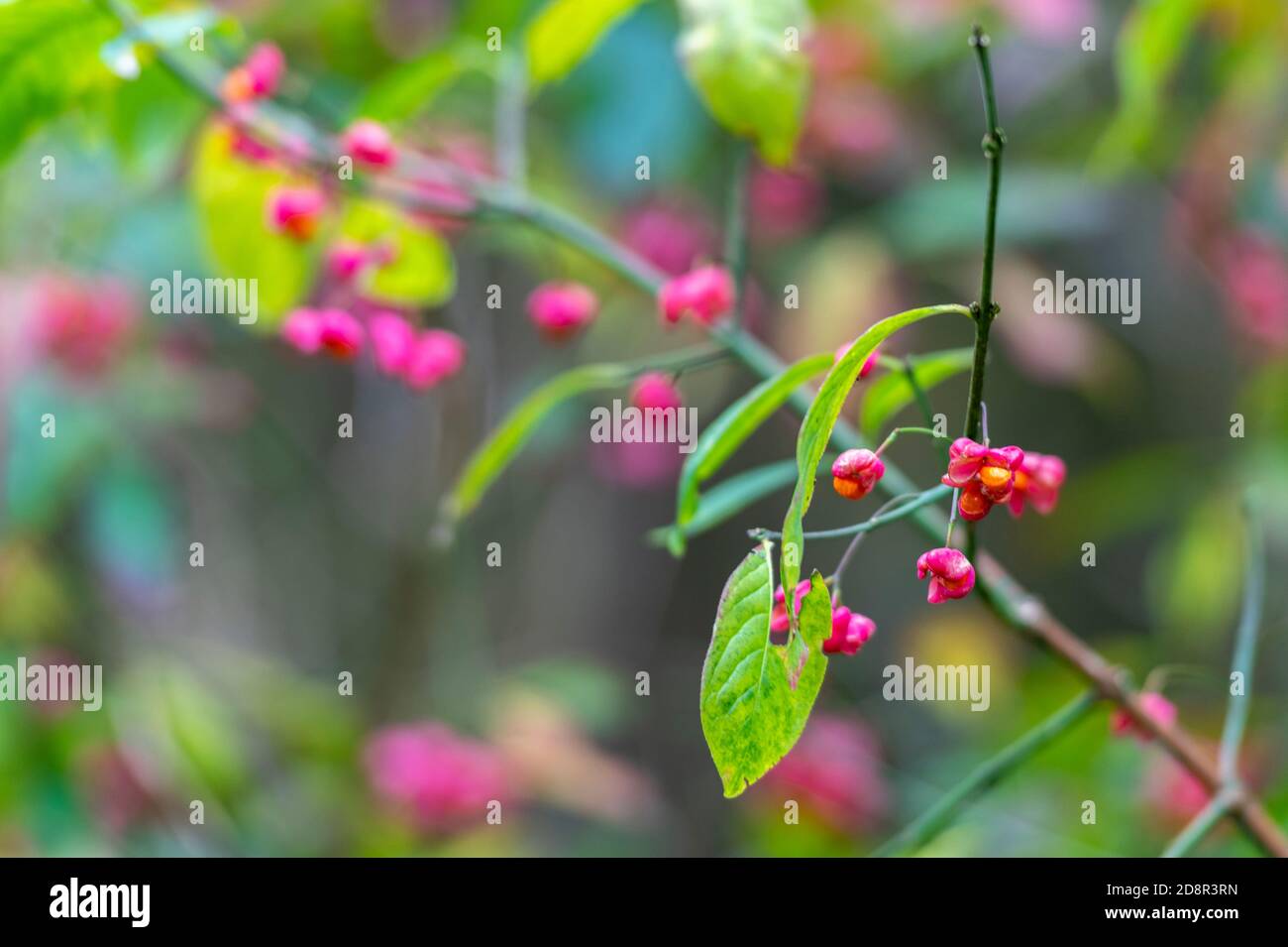 european spindle tree berries bright red in colour in the autumn season ...
