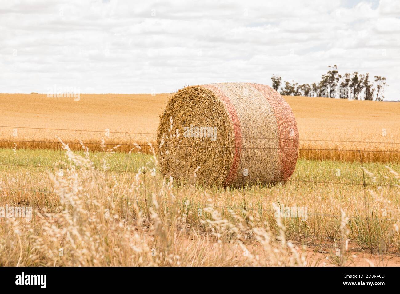 One hay bale in fenced paddock near Wagin, Western Australia Stock ...