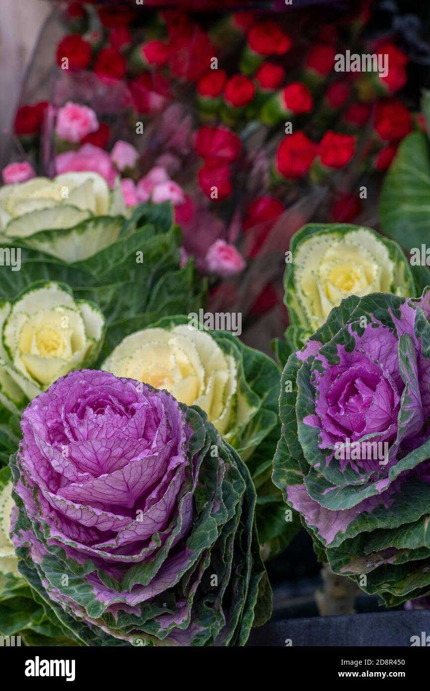 Beautiful floral display displays hi-res stock photography and images ...