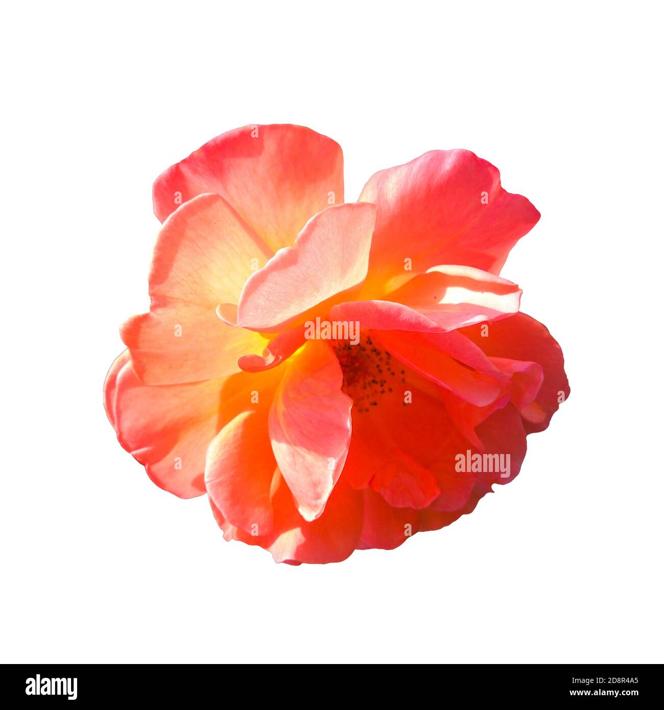 Isolated photo of garden rose flower on a white background in hard ...