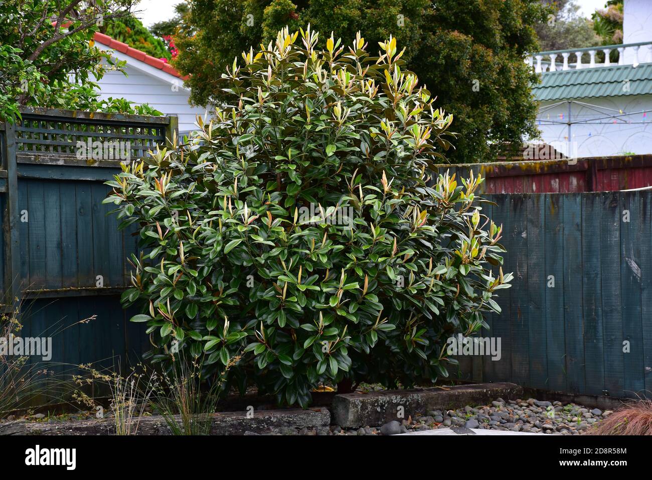 Closeup of a spindle tree with lush foliage growing in the yard Stock ...