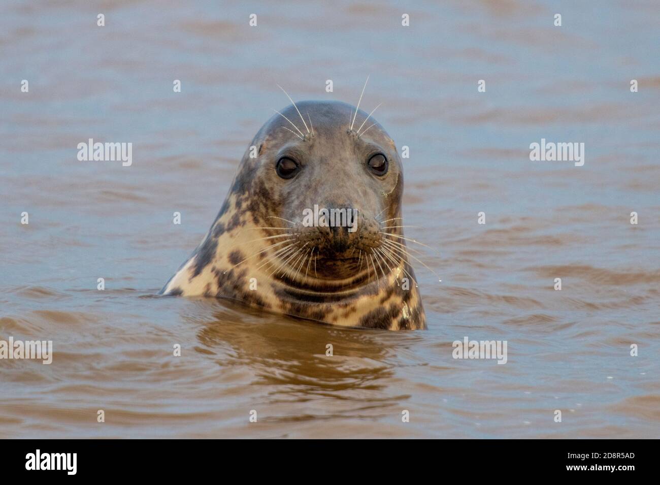 Common seal head out water hi-res stock photography and images - Alamy
