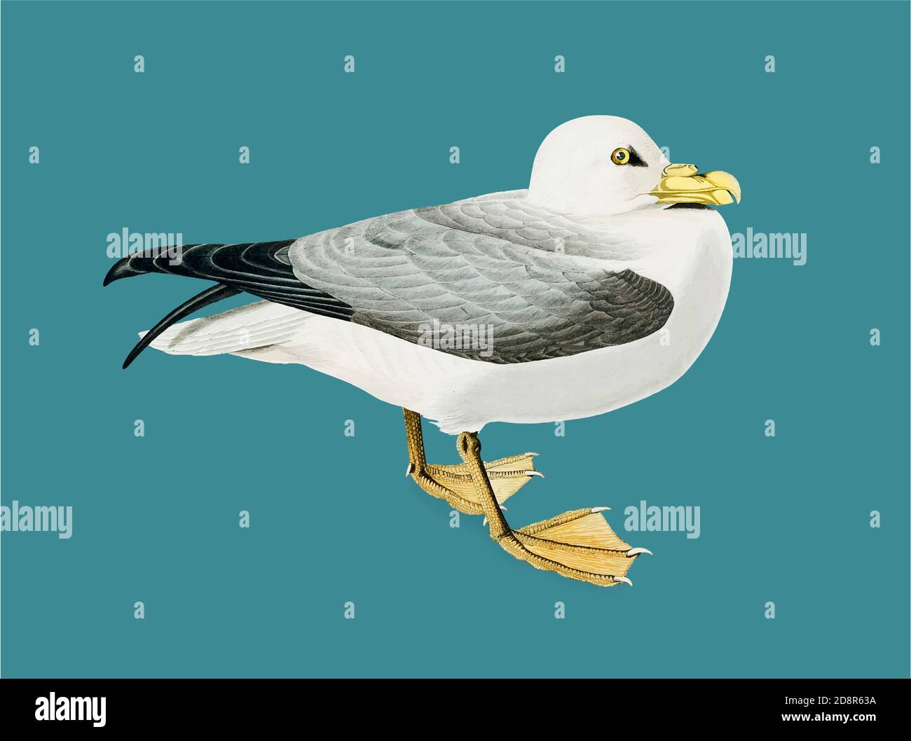 Fulmar black and white hi-res stock photography and images - Alamy