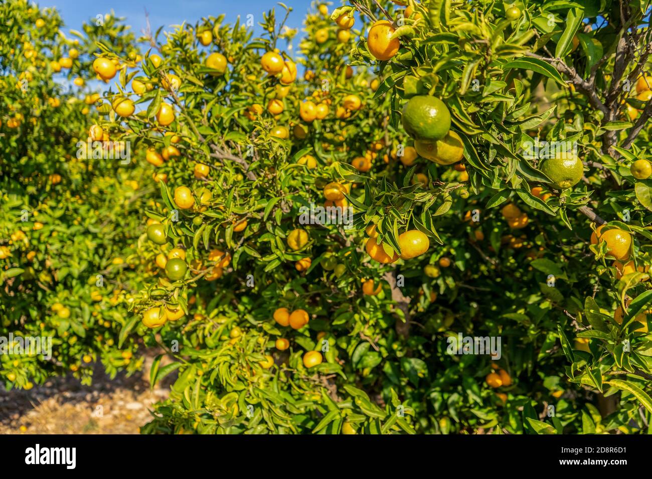 Field of cultivation of oranges, trees with many fruits at full ...