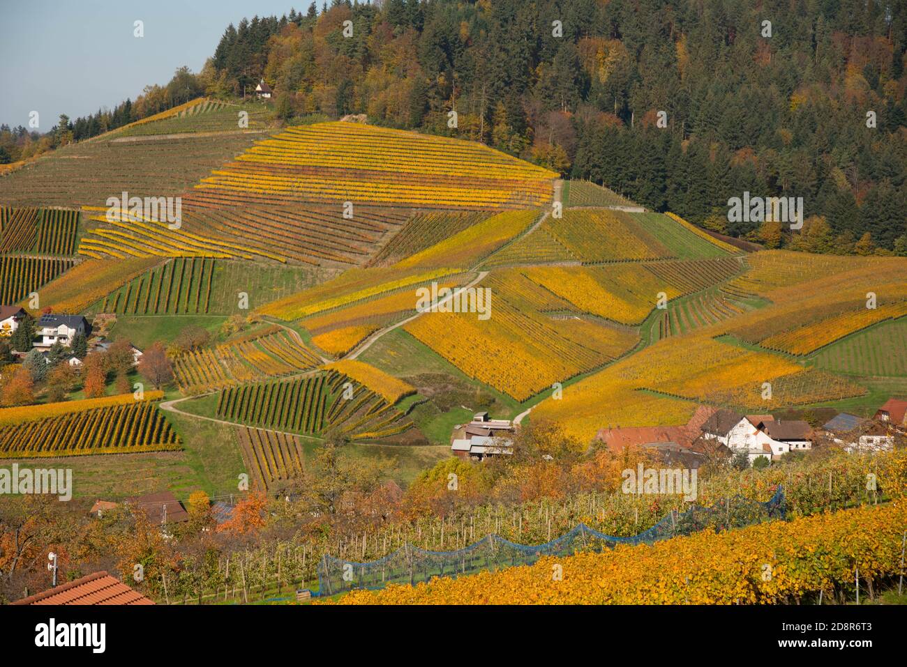 beautiful autumn scenery in Sasbachwalden in the black forest in ...