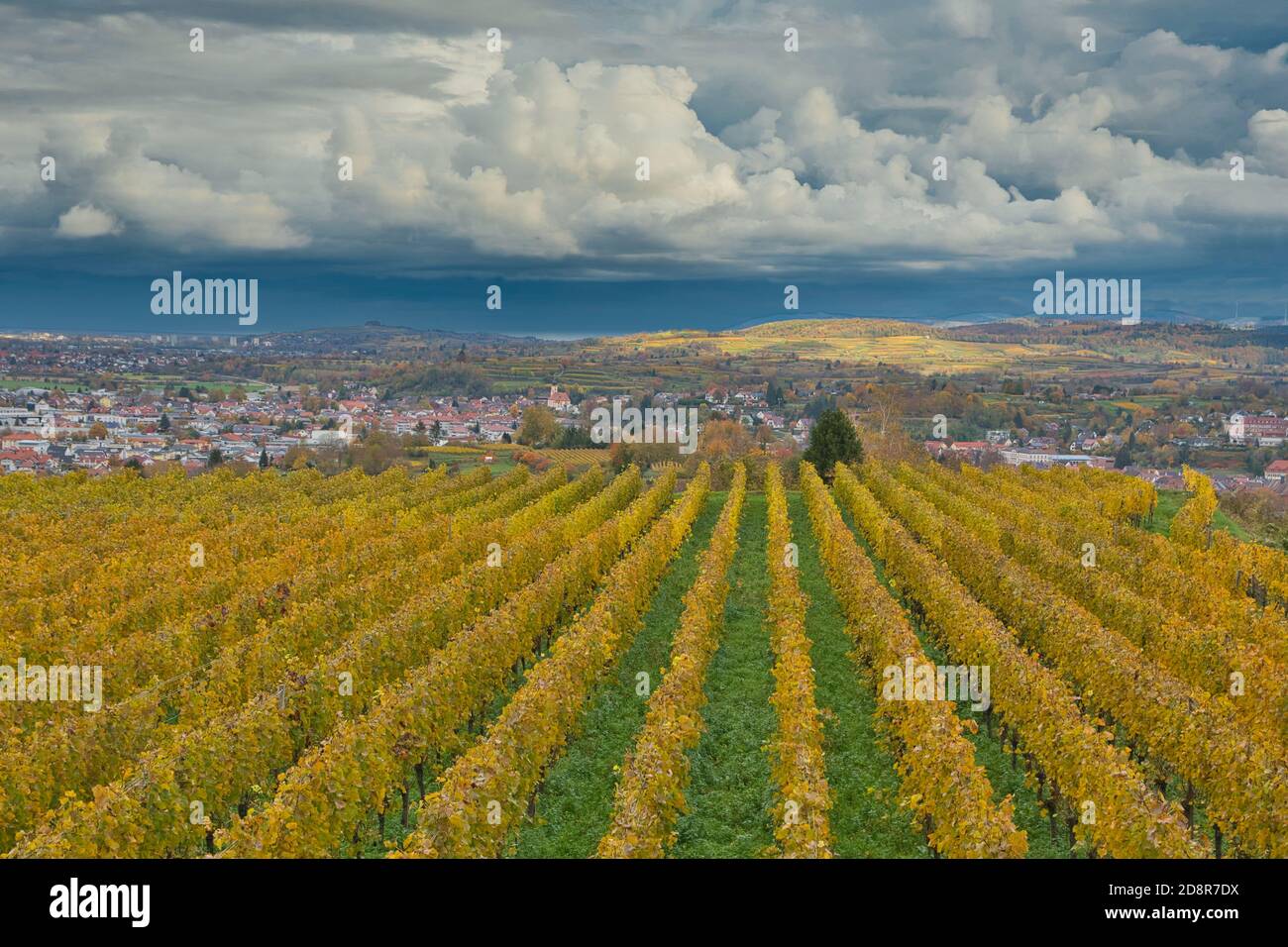vineyards in the heights of Ettenheim in the Ortenau area in germany ...