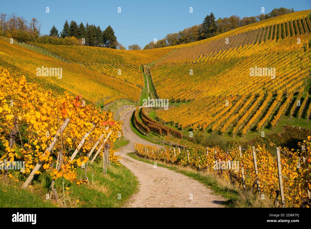 beautiful autumn scenery in Sasbachwalden in the black forest in ...