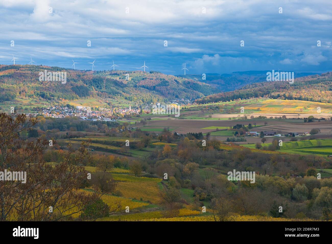 vineyards in the heights of Ettenheim in the Ortenau area in germany ...