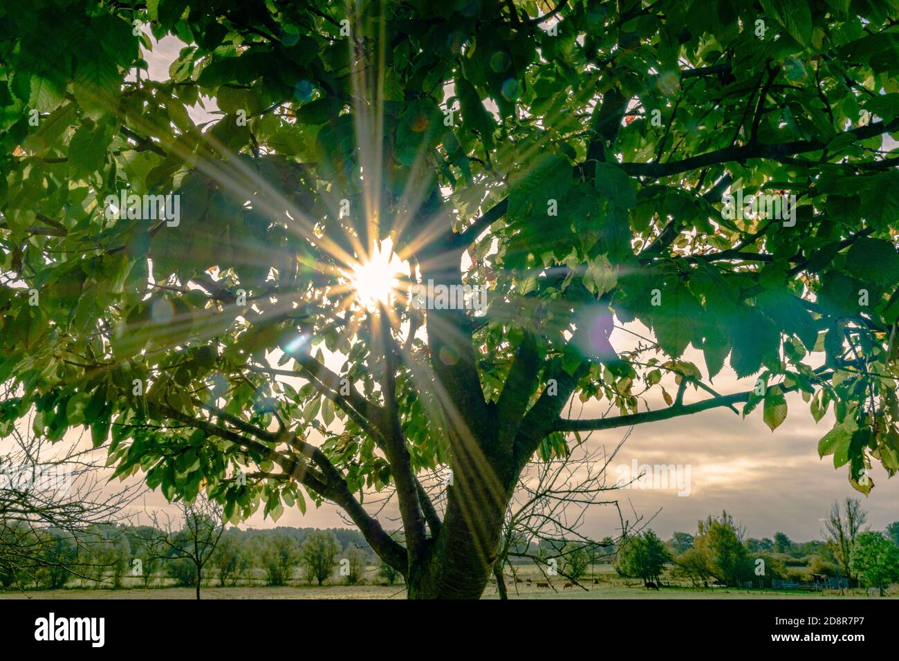 Sunshine through tree leaves Stock Photo - Alamy
