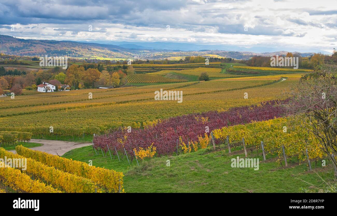 vineyards in the heights of Ettenheim in the Ortenau area in germany ...