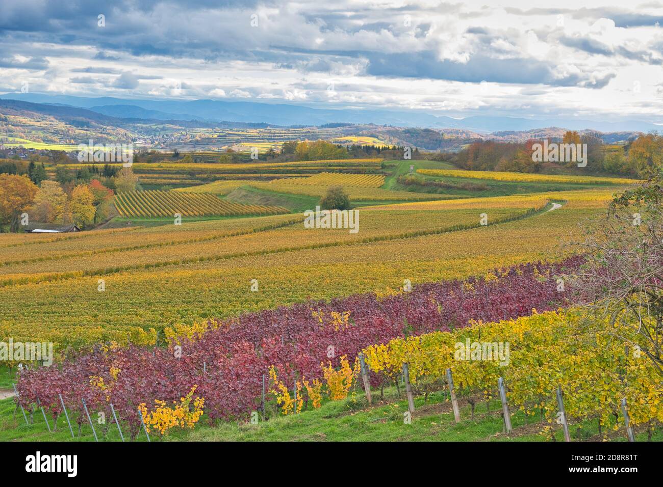 vineyards in the heights of Ettenheim in the Ortenau area in germany ...