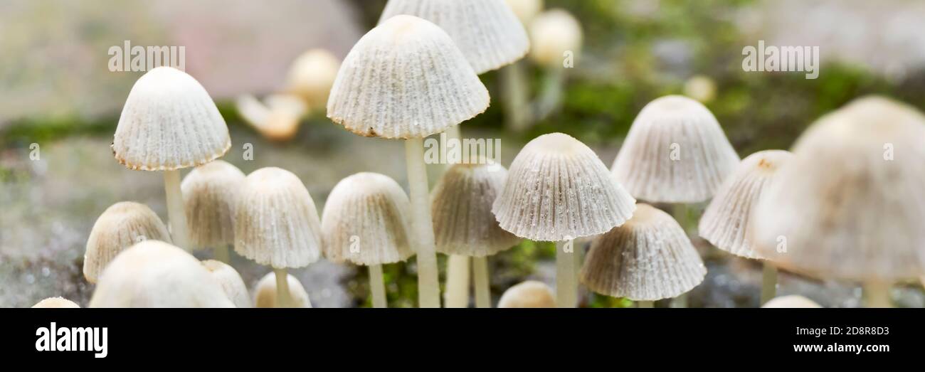 Coprinellus disseminatus, known as fairy inkcap or trooping crumble cap ...