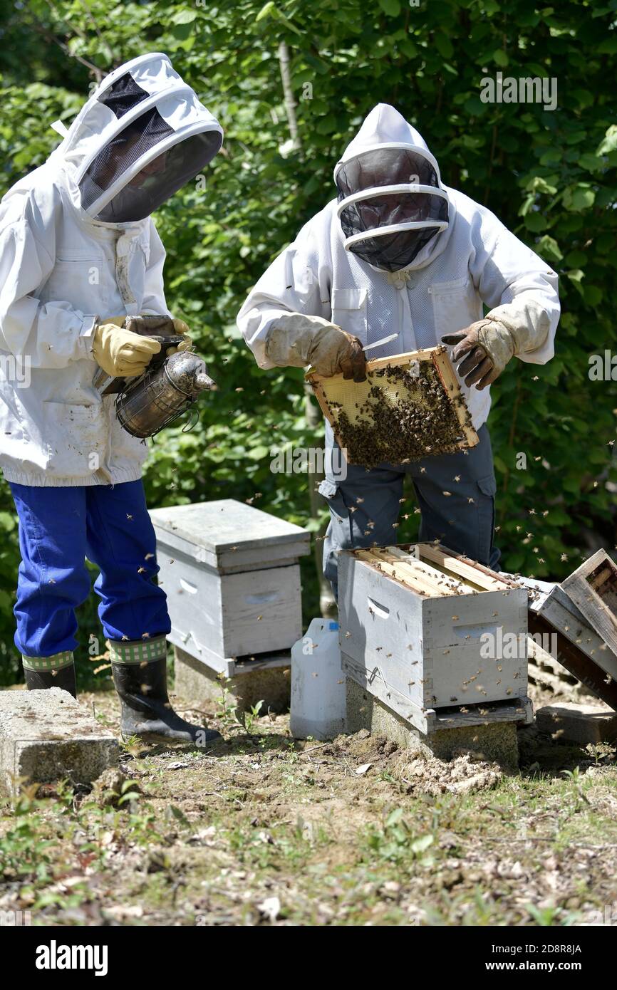 Beekeeping outfit hi-res stock photography and images - Alamy