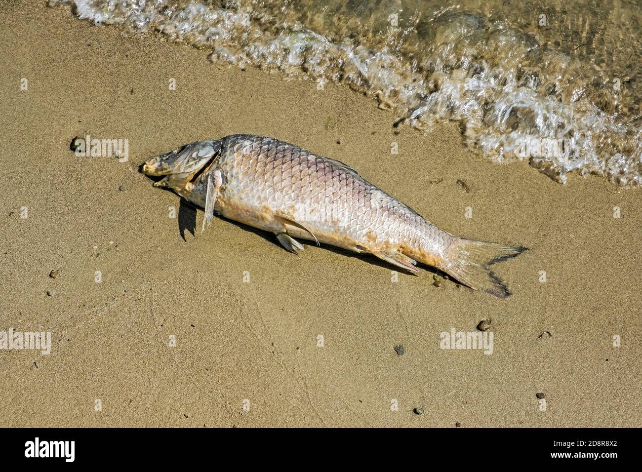 Dead fish. Environmental problem. Detailed natural scene Stock Photo ...