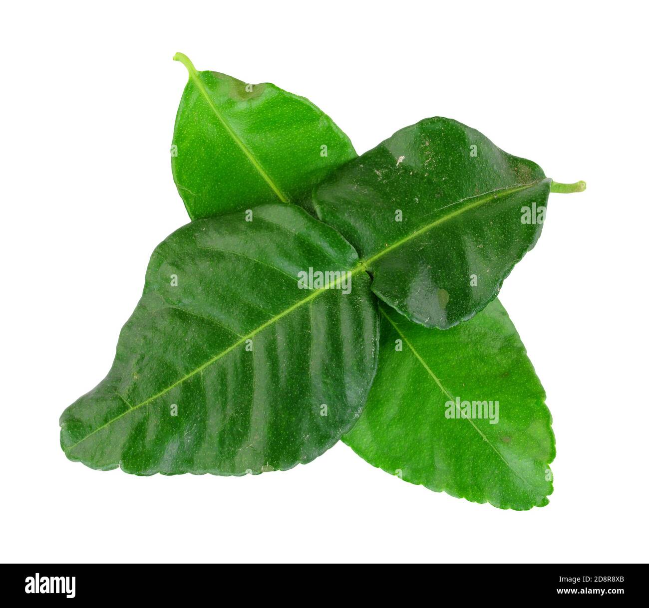Fresh kaffir lime leaves used to add a lemon and citrusy flavour to ...