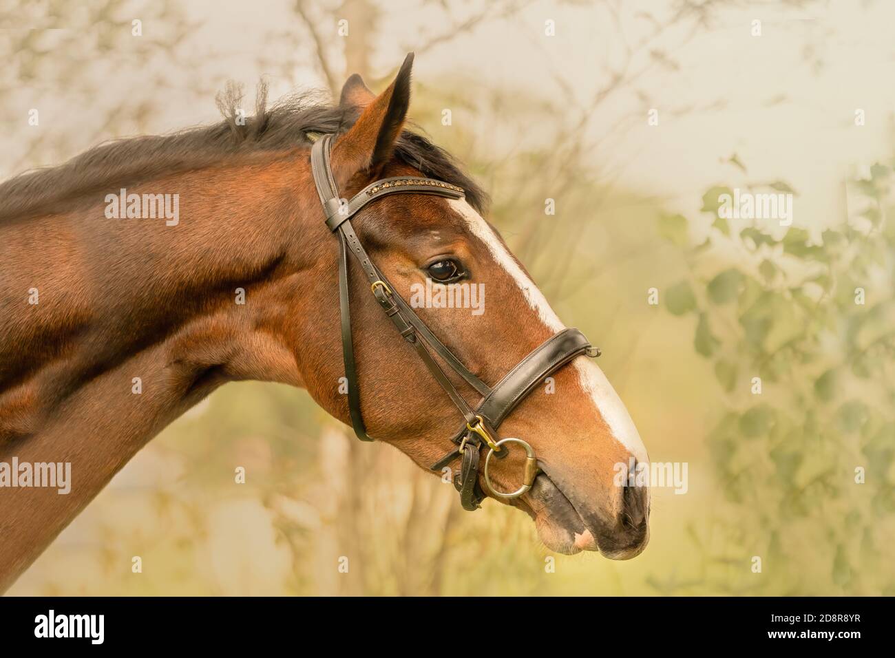 A brown horse head, in side view, in the autumn evening sun Stock Photo ...