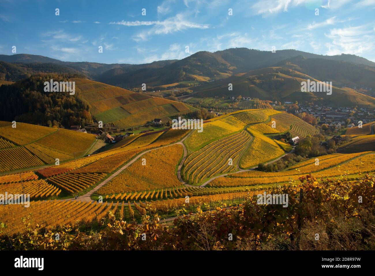 vineyards around Durbach and its caste in the black forest area in ...
