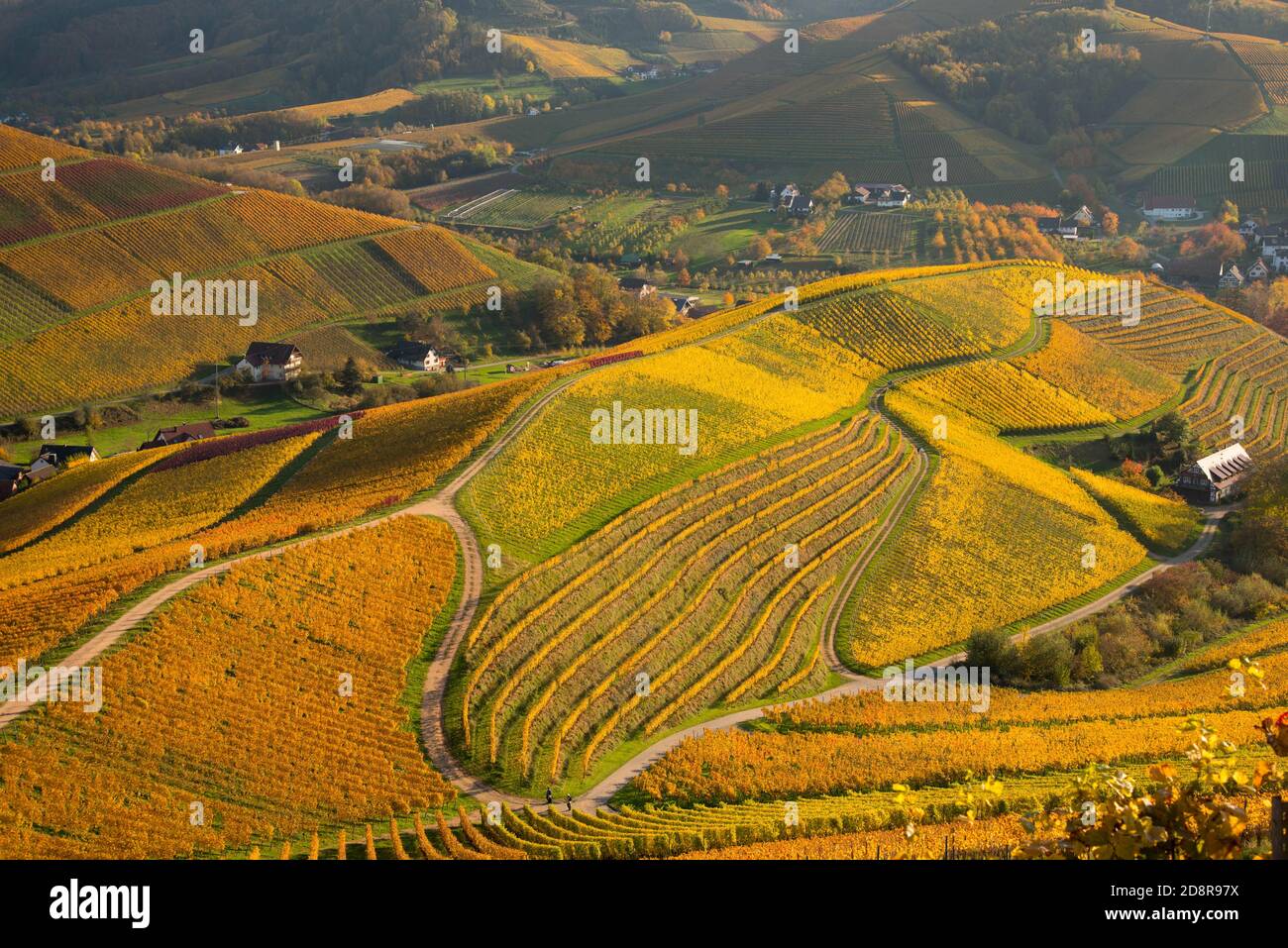 vineyards around Durbach and its caste in the black forest area in ...