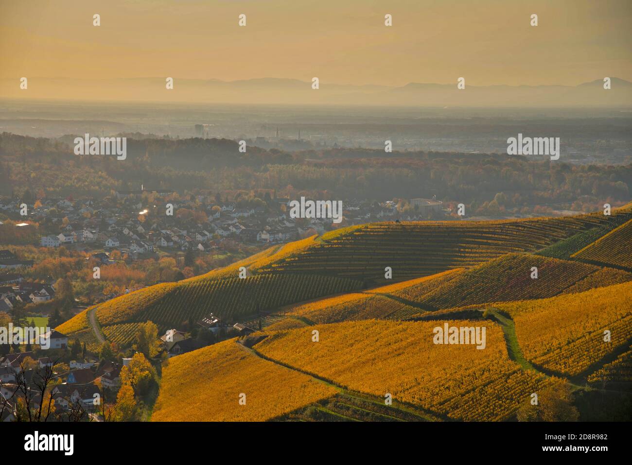 vineyards around Durbach and its caste in the black forest area in ...