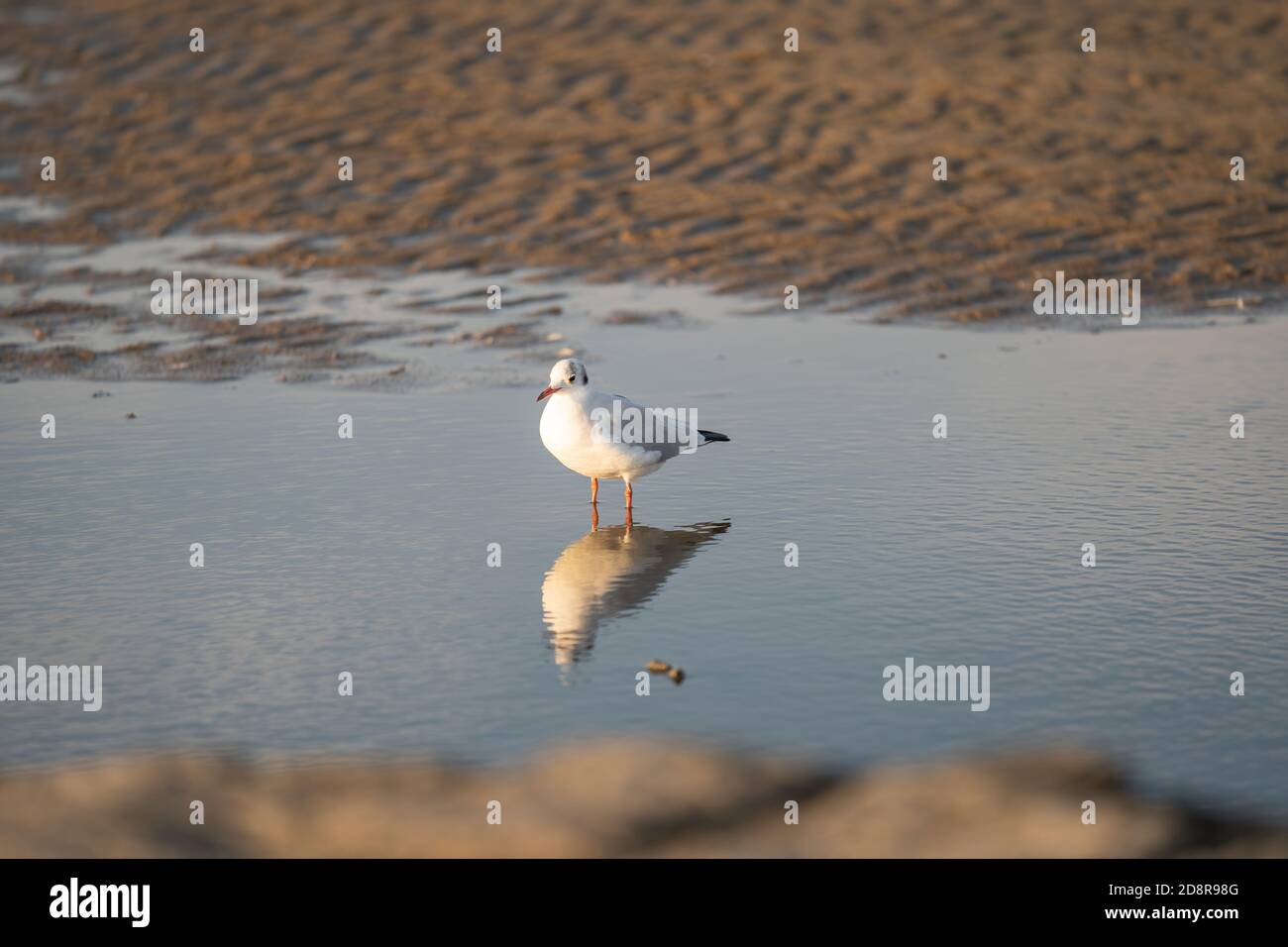 A Seagull standing in a pool of water, with reflection, on the sand ...