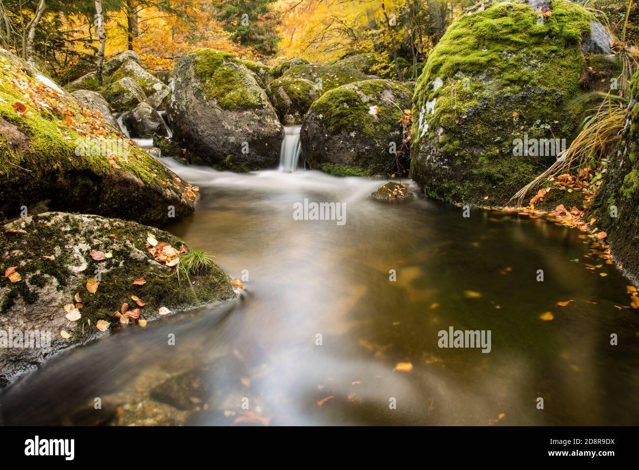 Pond with a small waterfall flowing into it in the fall with fallen ...