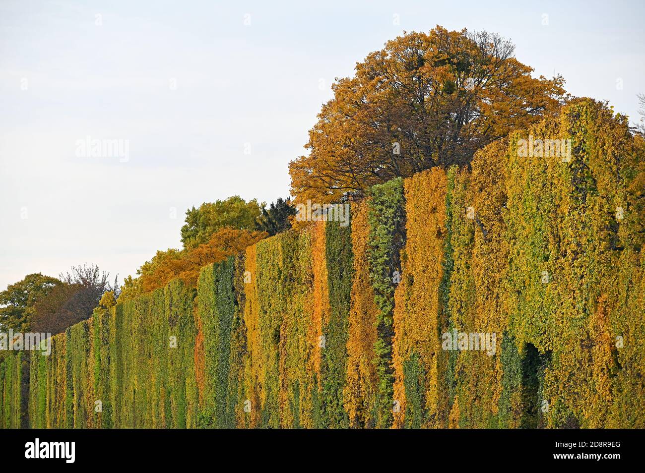 Fall hedge hi-res stock photography and images - Alamy