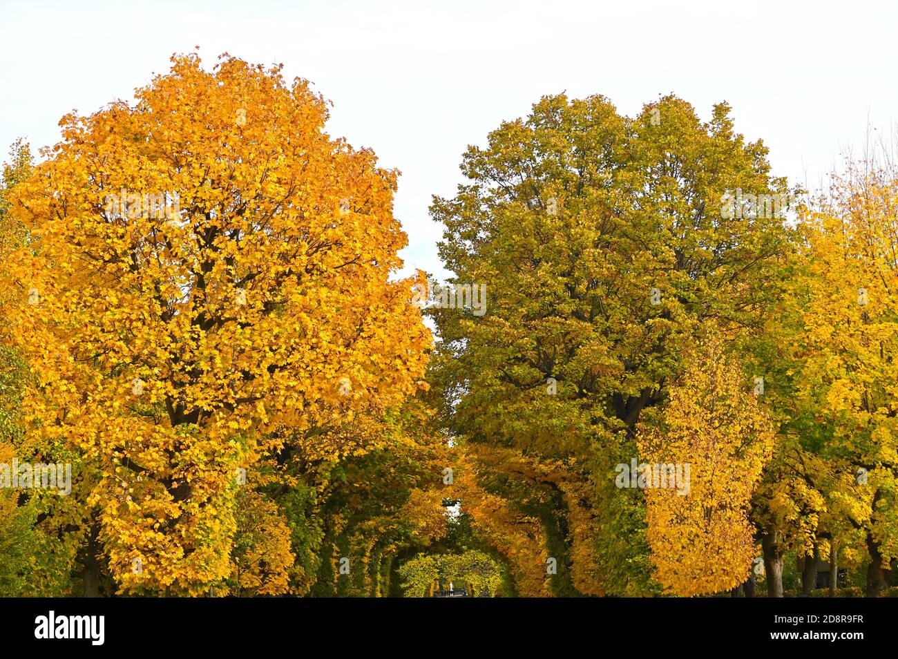 trees with colorful leaves park in Vienna Austria autumn season Stock ...