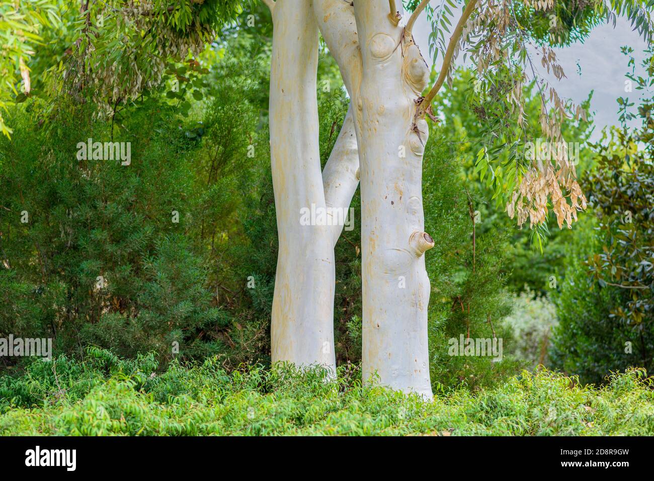 Amazing Eucalyptus tree with white trunk and branches on nature ...