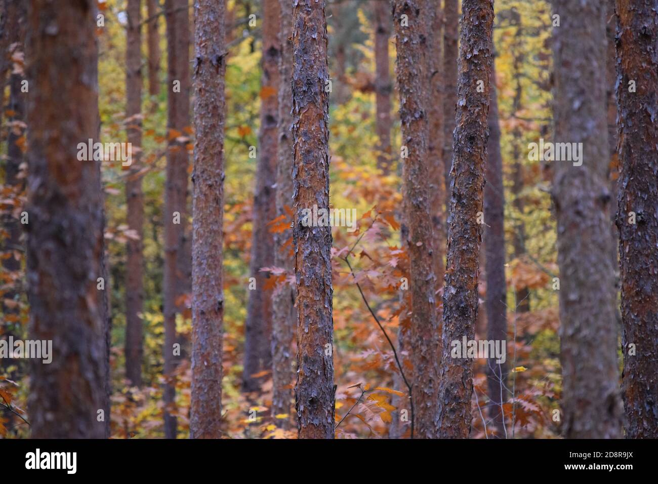 Group of scots pines hi-res stock photography and images - Alamy