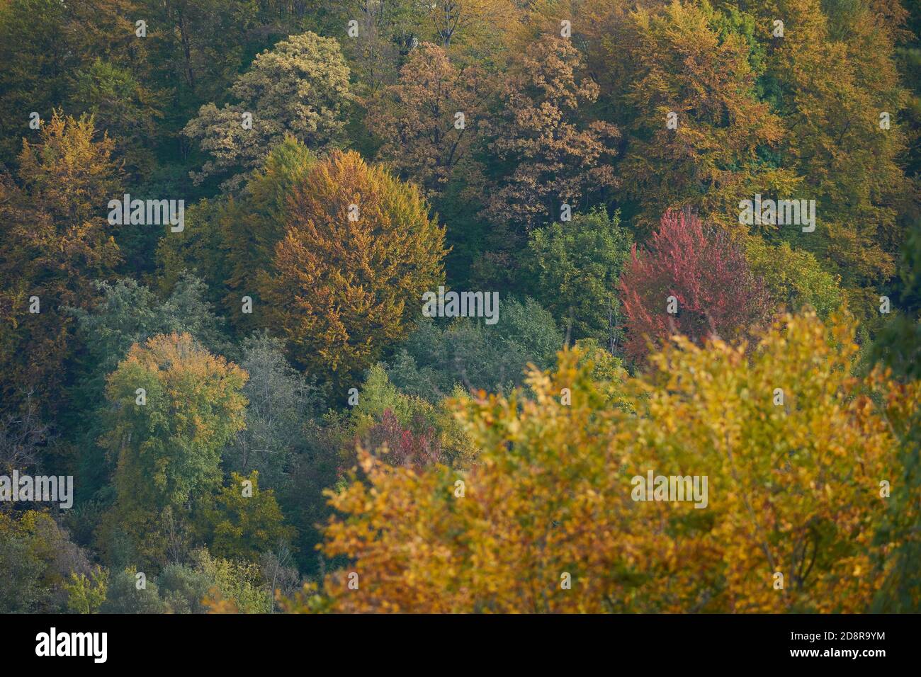 colorful fall foliage with trees changing colors Stock Photo - Alamy