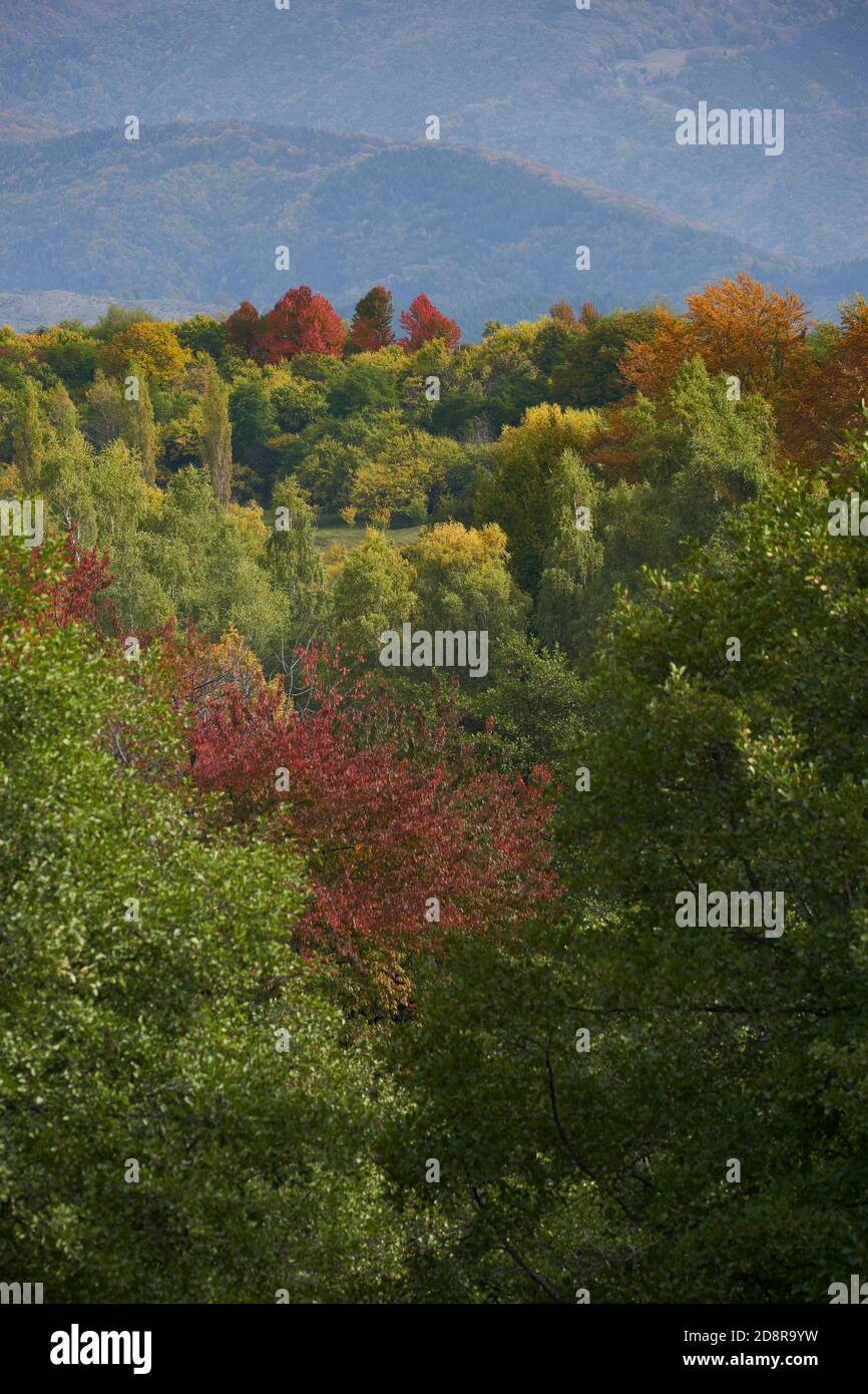 colorful fall foliage with trees changing colors Stock Photo - Alamy
