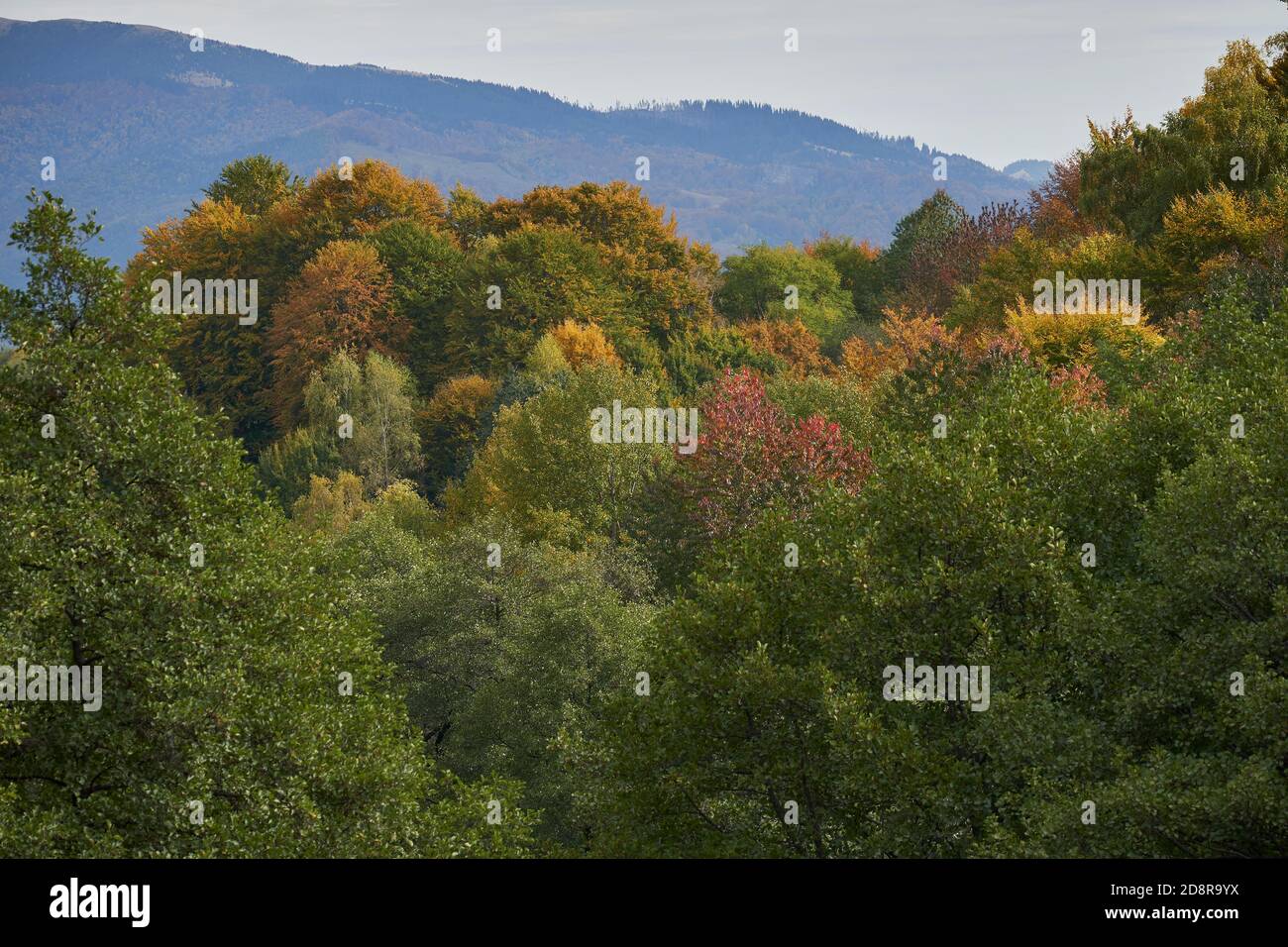 colorful fall foliage with trees changing colors Stock Photo - Alamy