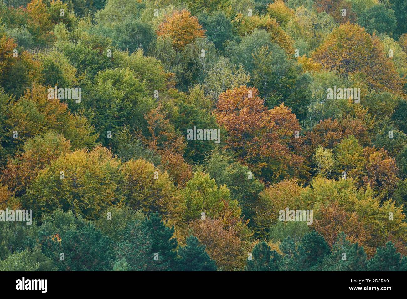 colorful fall foliage with trees changing colors Stock Photo - Alamy