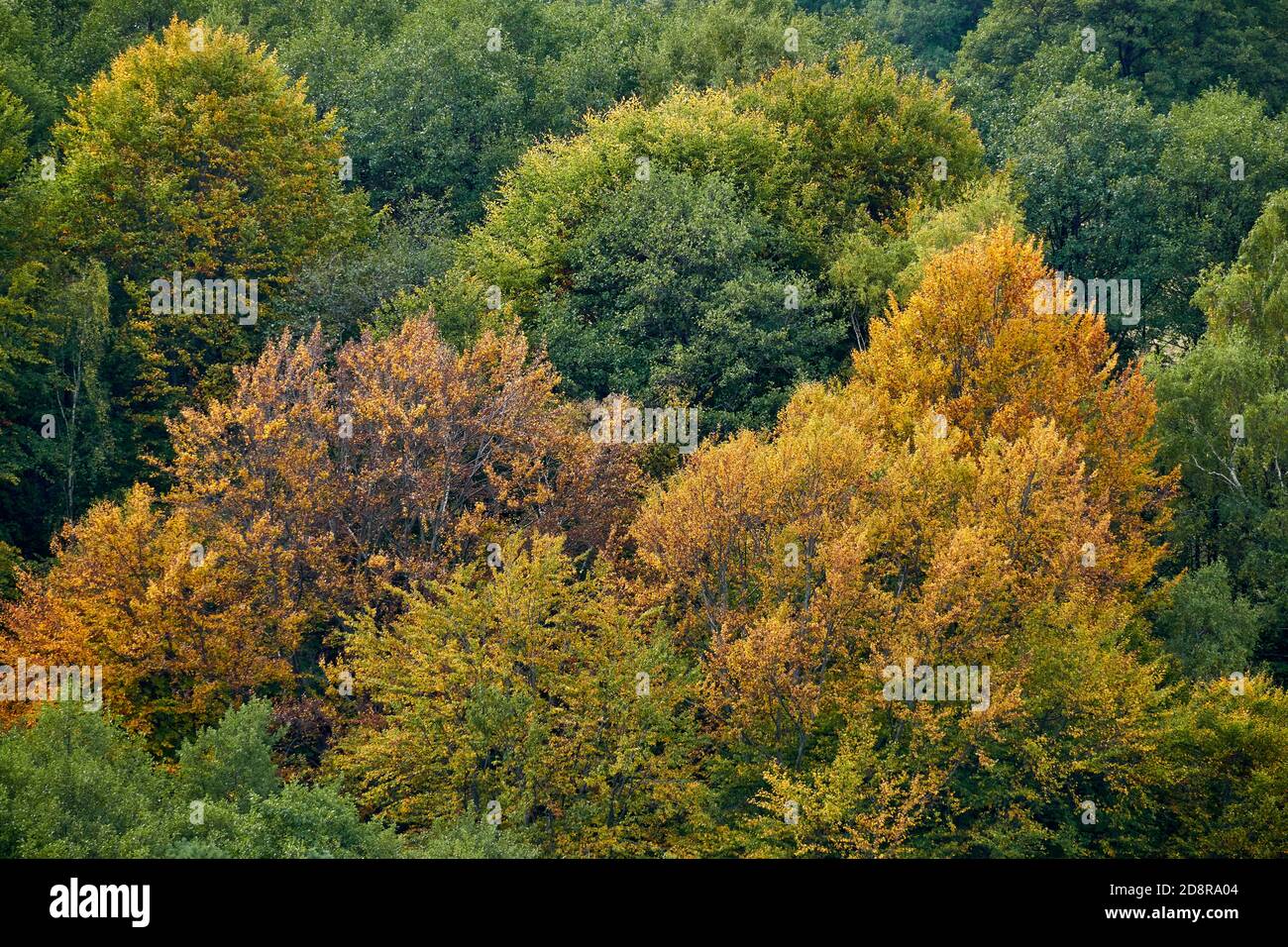 colorful fall foliage with trees changing colors Stock Photo - Alamy